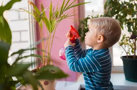 Fengshui נגד: 10 מושבים בדירה, שבו עדיף לא לשים צמחים מקורה 11426_16