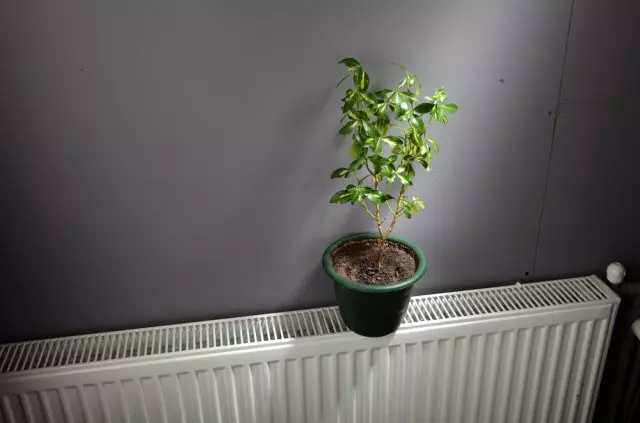 Potted Flowers