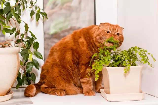 Planten en húsdieren