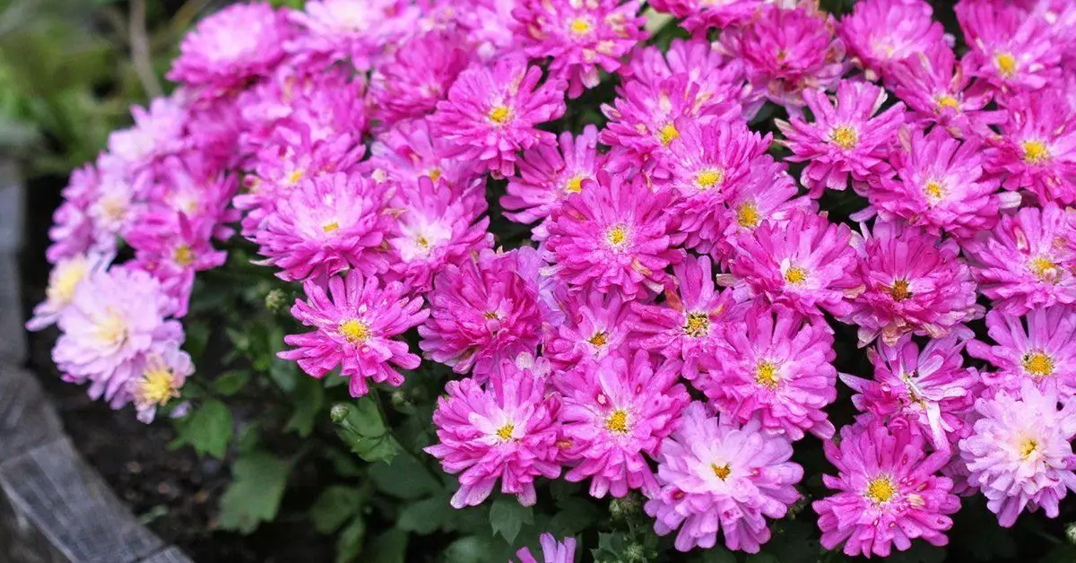 Chrysanthemum - Hoe om 'n gesonde plant te groei?