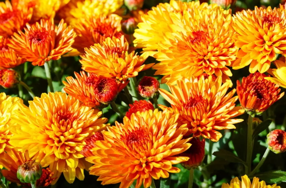 Chrysanthemum