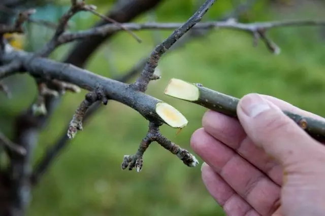 Vaccinatie van hout