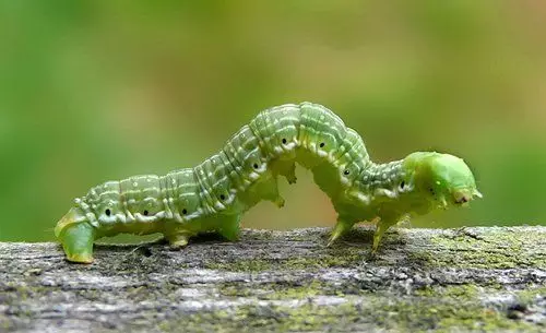 Mga Scoops sa Caterpillar