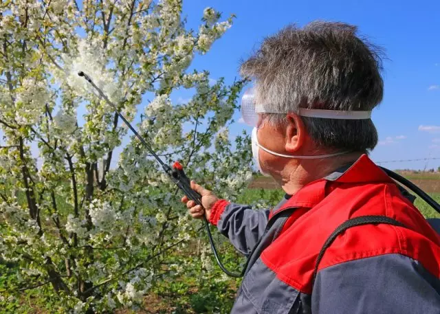 Hvordan behandle frukt-bærkulturer