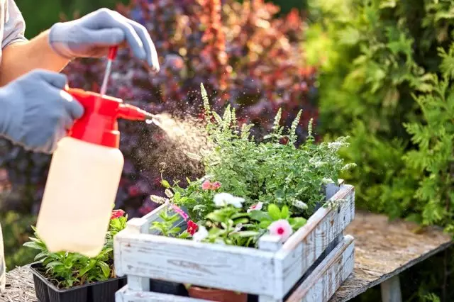 Hvordan behandle blomsterkulturer