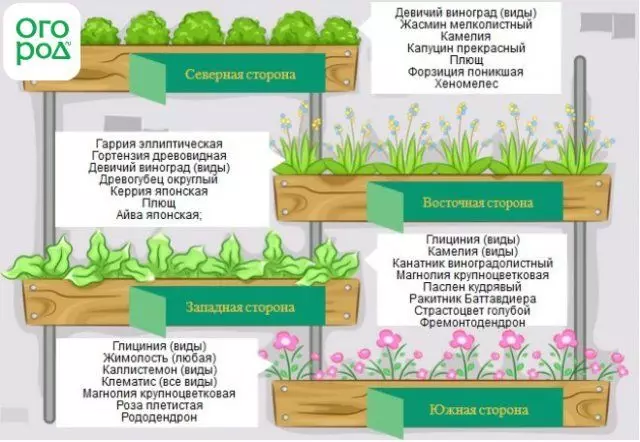 Vertikalni vrtovi - rastejo koristne rastline 11457_7