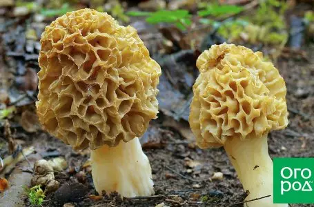 Edible or not: 7 mushrooms, which are always arguing about 11458_3
