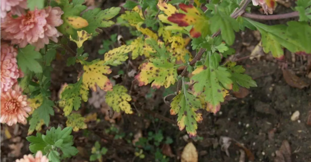 Whyima li Chrysanthemum pelên reşkirî - 4 sedemên gengaz