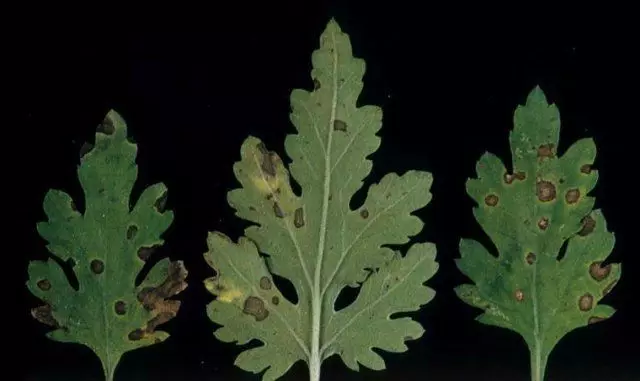 Flecken op der Blieder vu Chrysanthemume Gepäck