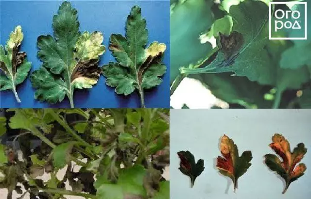 Chrysanthemumдагы Ackeochitosis