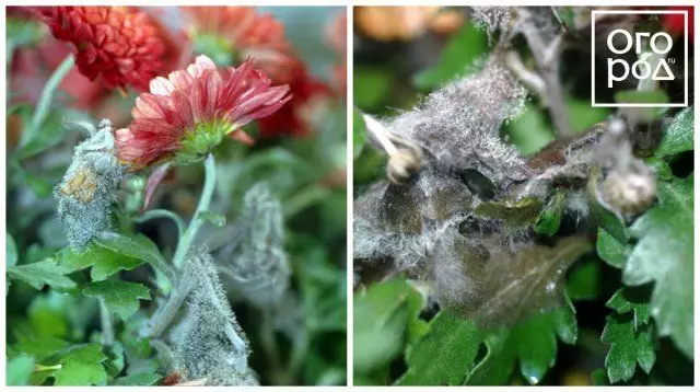 Chrysanthemum дээр саарал ялзрах