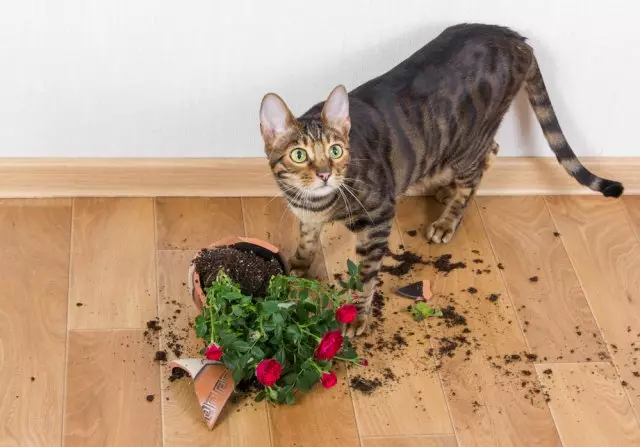 Kedi bitkiyi çevirdi