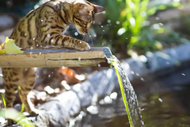 Mlada Bengal Cat se igra z vodo v ribniku. Zelo plitko dof z 85 mm pri f / 1.4