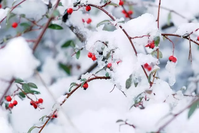 Berries a la neu