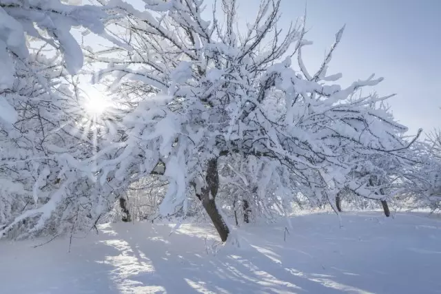 Árbores na neve