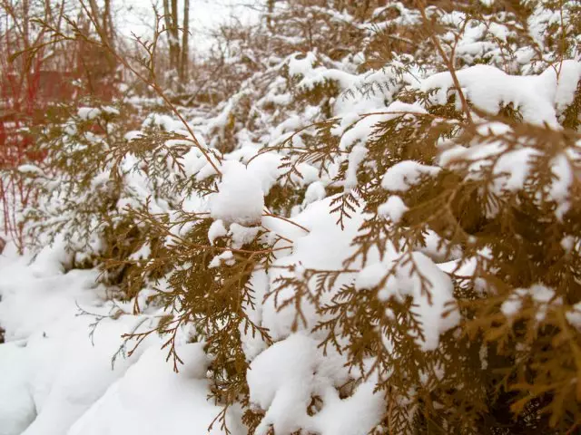 Xardín na neve