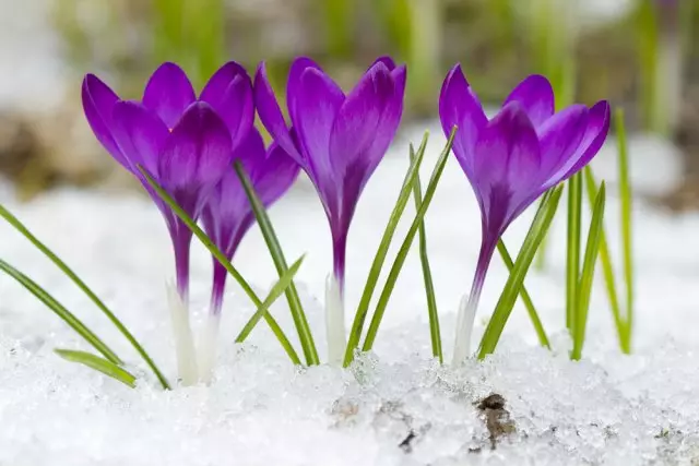 Crocuses katika theluji.