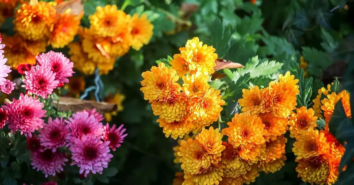 chrysanthemum ທີ່ມີອາຍຸຫລາຍປີໃນລະດູໃບໄມ້ຫຼົ່ນ: ການດູແລແລະການກະກຽມສໍາລັບລະດູຫນາວ