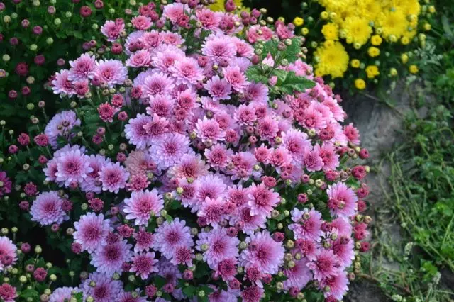 Chrysanthemums in the Garden