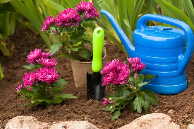 Mbanyoni Chrysanthemum