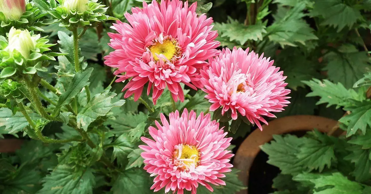 কিভাবে বিশেষ করে সুস্বাদু asters হত্তয়া