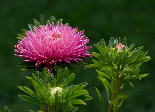 ফুল বাস