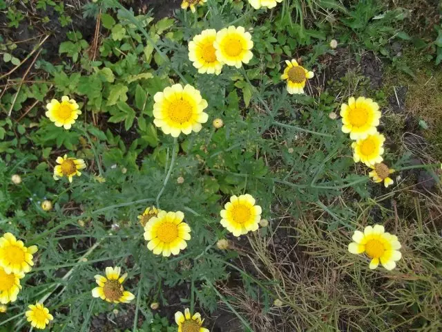 Perché i crisantemi nel giardino non si svegliano in primavera