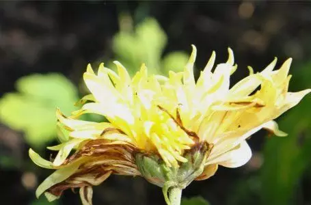 Ngano nga ang mga chrysanthemums sa tanaman wala momata sa tingpamulak 1148_13