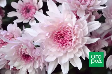 TẠI SAO CHRYSANHEMUMS trong vườn không thức dậy vào mùa xuân 1148_5