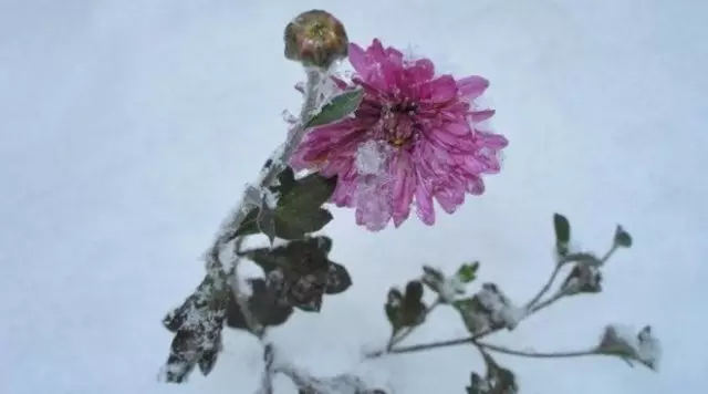 Chrysanthemum am Wanter