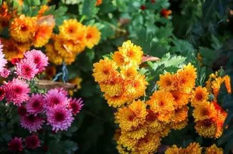 Whyima Chrysanthemums di Baxçeyê de di biharê de şiyar nebû 1148_8