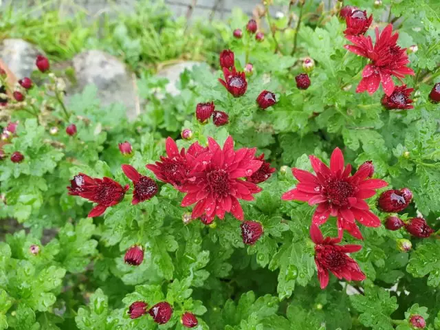 Dyfrhau Chrysanthemum