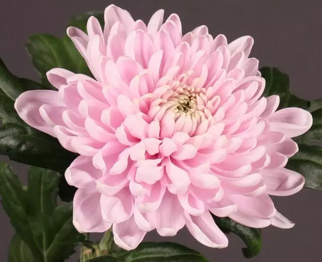 Chrysanthemum Antonov Satin Pink