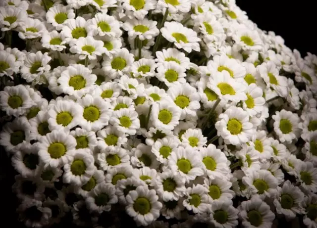 Chrysanthemum santini madhib lindi白色