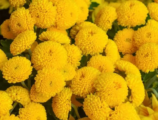 Chrysanthemum金色