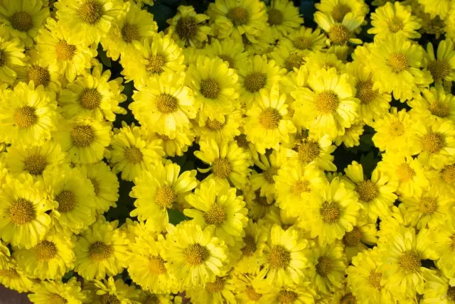 Chrysanthemum Bacardi CeBlory.