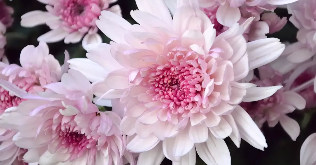 Konke mayelana nokufika nokukhula kwe-chrysanthemum