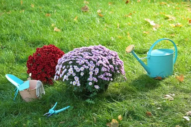 Chrysanthemum нь багаж хэрэгсэлтэй