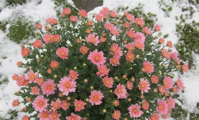 Chrysanthemums katika theluji.