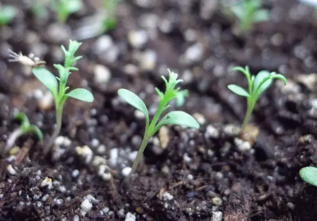 Seedlings Astra.