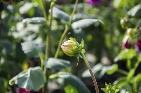 هنگام حفاری Dahlia و نحوه ذخیره غده ها در زمستان در خانه