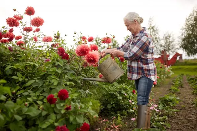 झर्दै dahlias को ख्याल