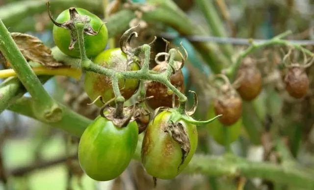 וואָס צו טאָן אין אויגוסט - 30 מערסט וויכטיק טינגז אין דעם גאָרטן, גאָרטן און בלום בעט 11574_17