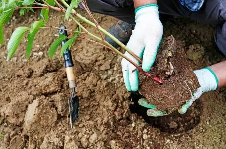 וואָס צו טאָן אין אויגוסט - 30 מערסט וויכטיק טינגז אין דעם גאָרטן, גאָרטן און בלום בעט 11574_28