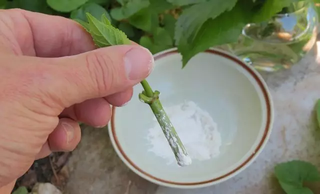 Hvad skal man gøre i august - 30 vigtigste ting i haven, have og blomsterbed 11574_4