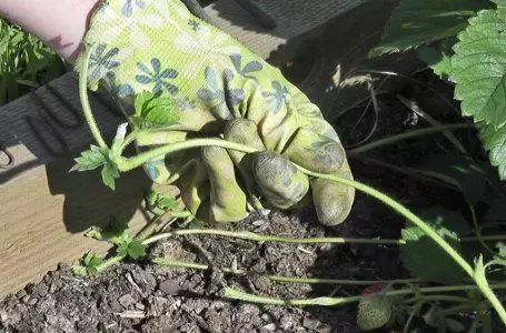 8月に何をすべきか - 30庭園、庭、花壇の最も重要なこと 11574_7