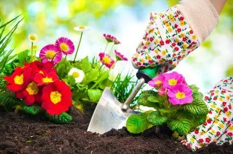 30 primerov, ki jih je treba početi avgusta na vrtu, vrtu in cvetlični postelji 11575_28