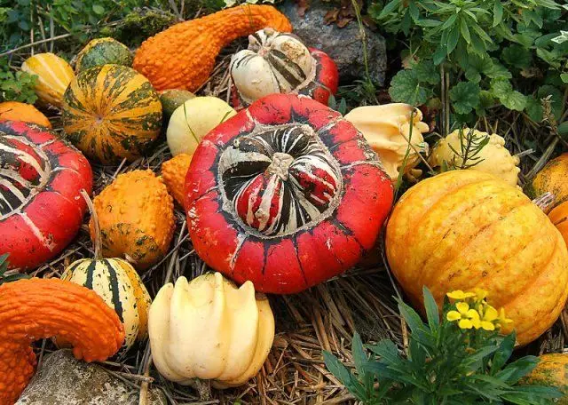 Pumpkin Storage.