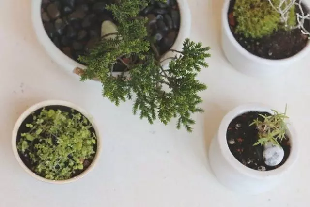 Bonsai fun awọn olubere - rọrun ati irọrun! 11586_1