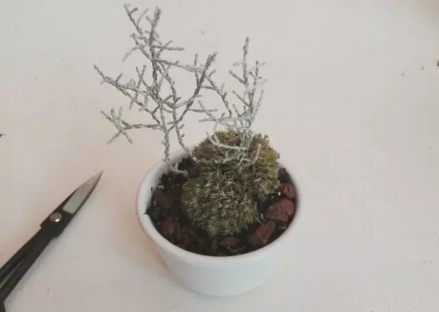 Bonsai fun awọn olubere - rọrun ati irọrun! 11586_21